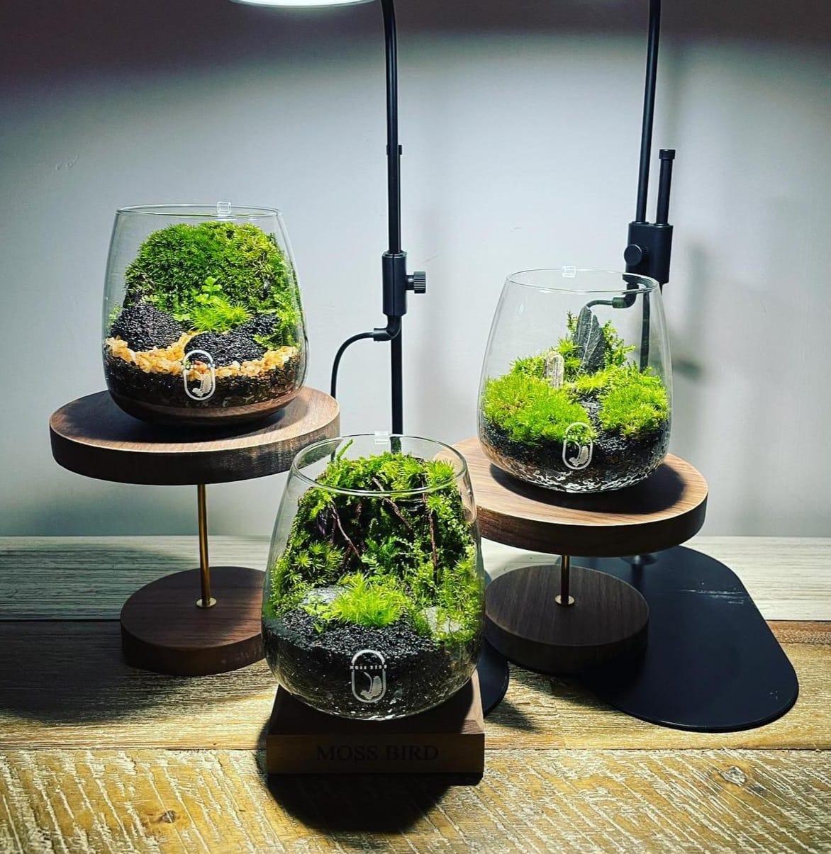 Moss Bird – mossbird